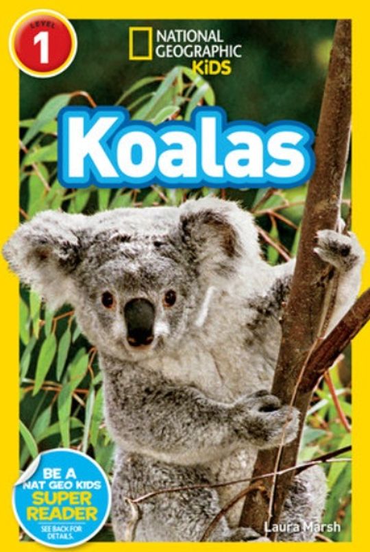 Koalas (L1) - Corner Bookstore